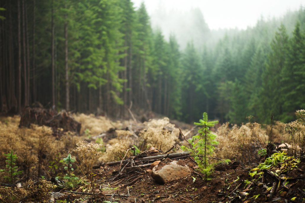 FairVentures.Earth Leads Large-Scale Reforestation of Degraded Land ...