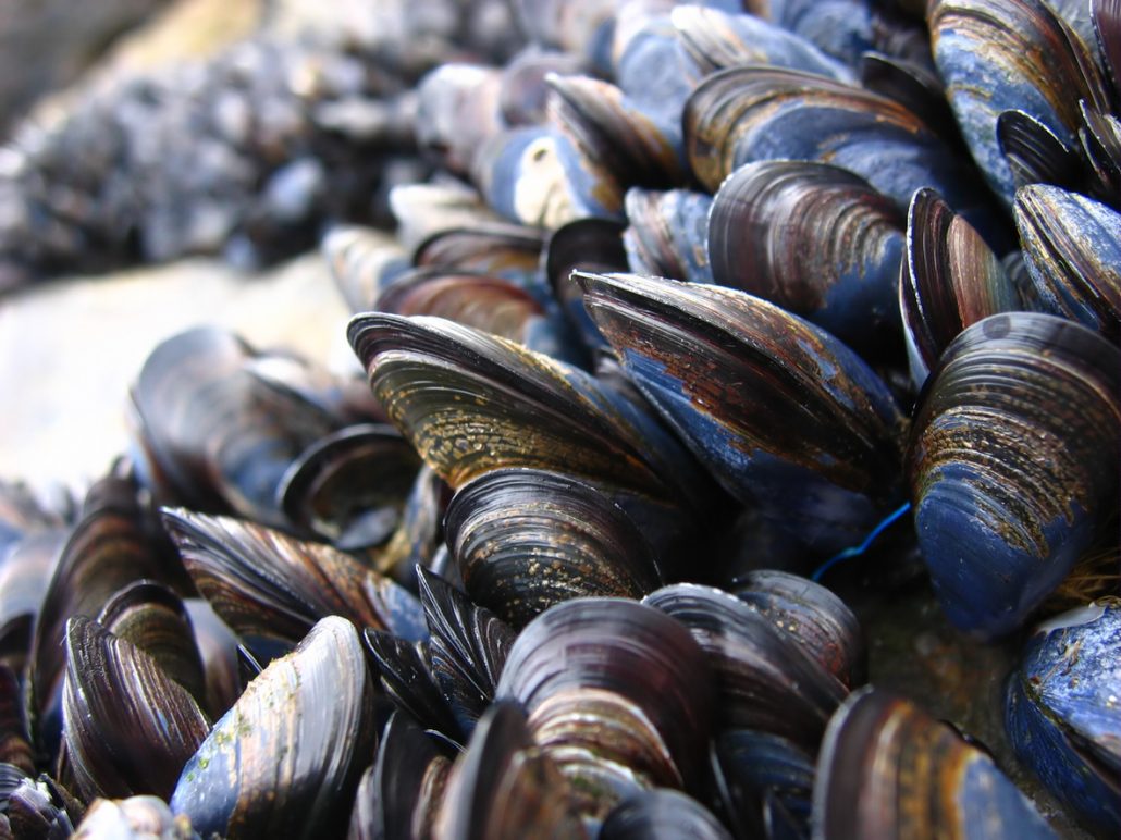 Warming Seas Severely Impact Mussel Harvest - Voices.earth